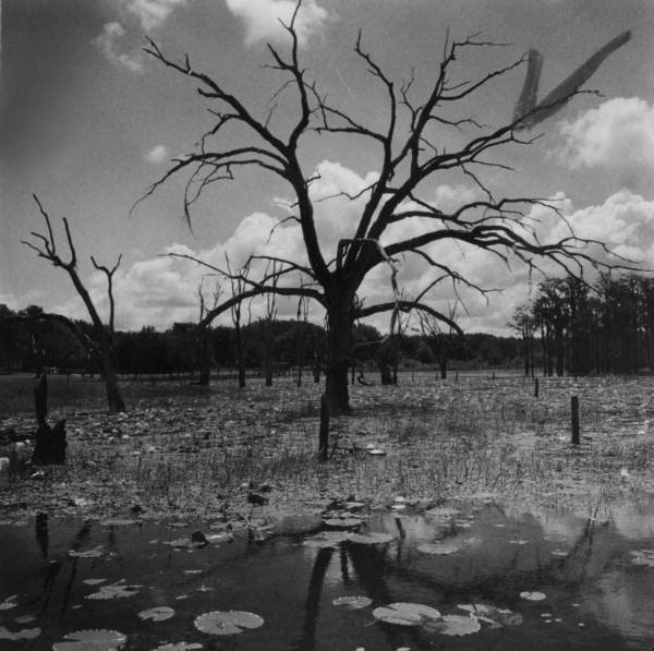 Florida Memory • View of Lake Ocheesee - Sneads, Florida