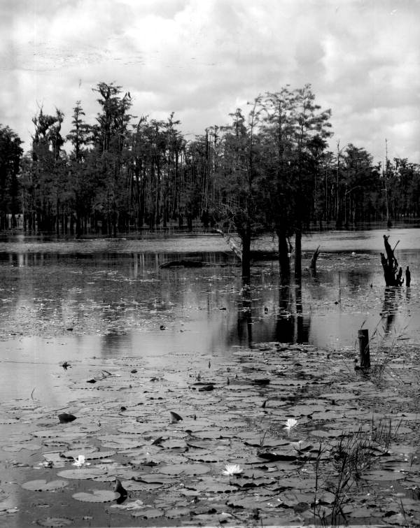 Florida Memory • View of Ocheesee Lake - Sneads, Florida