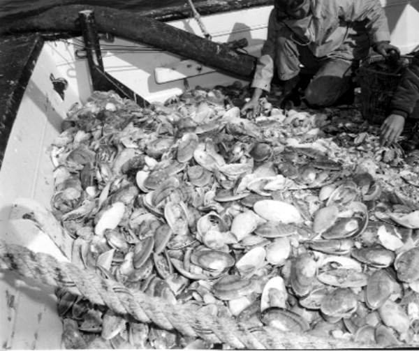 Florida Memory • Sun Ray clams on the floor of the Hernan Cortez ...