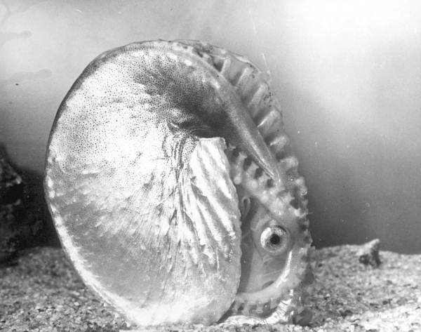 Florida Memory • Paper nautilus fish
