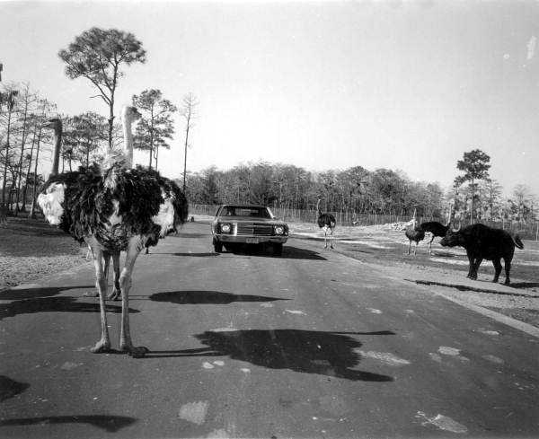 Florida Memory • Ostriches and water buffalo at the Lion Country Safari ...