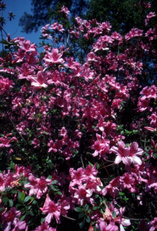 Florida Memory • View of azalea flowers at Maclay Gardens State Park ...