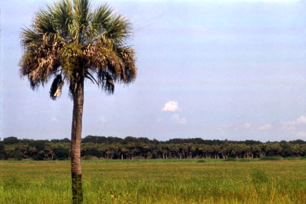 Florida Memory • Scenic view looking across plains toward woodland ...