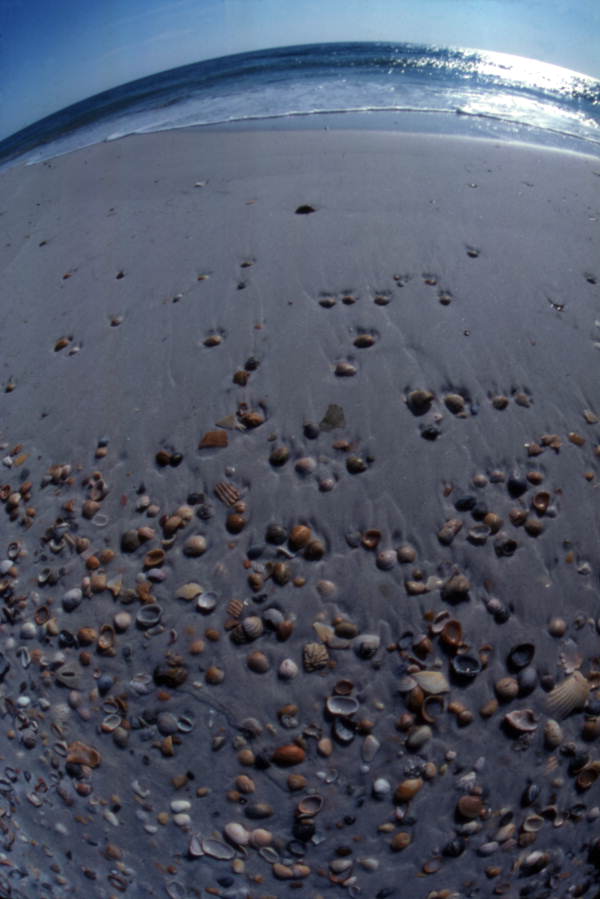 Florida Memory • Fisheye view showing seashells on the seashore at the ...