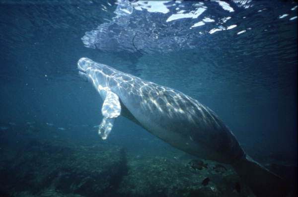 Florida Memory • Underwater view showing a manatee (Trichechidae) in ...