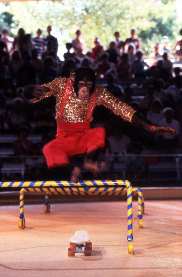 Florida Memory • Chimpanzee performing skateboard act at the Busch ...