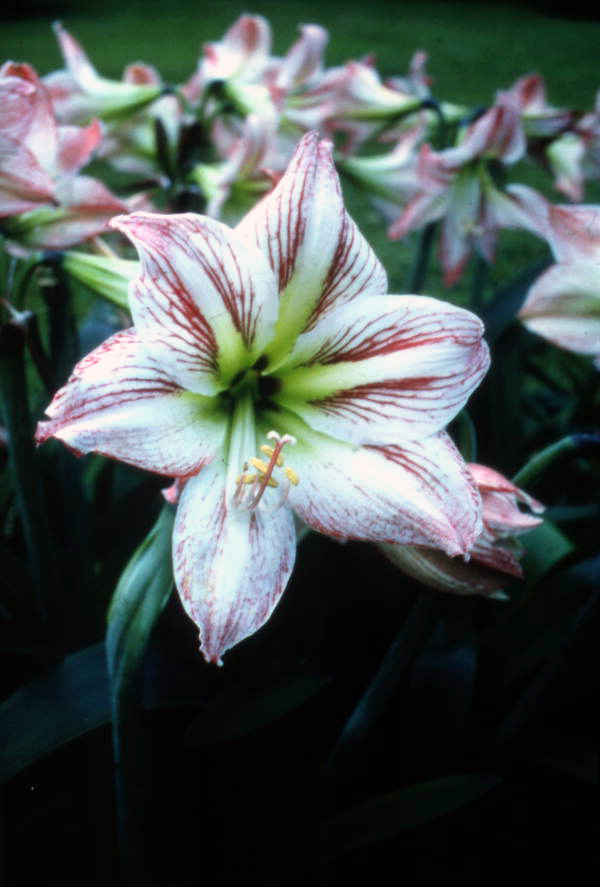 Florida Memory • Close-up view of an Amaryllis flower at the Flamingo ...