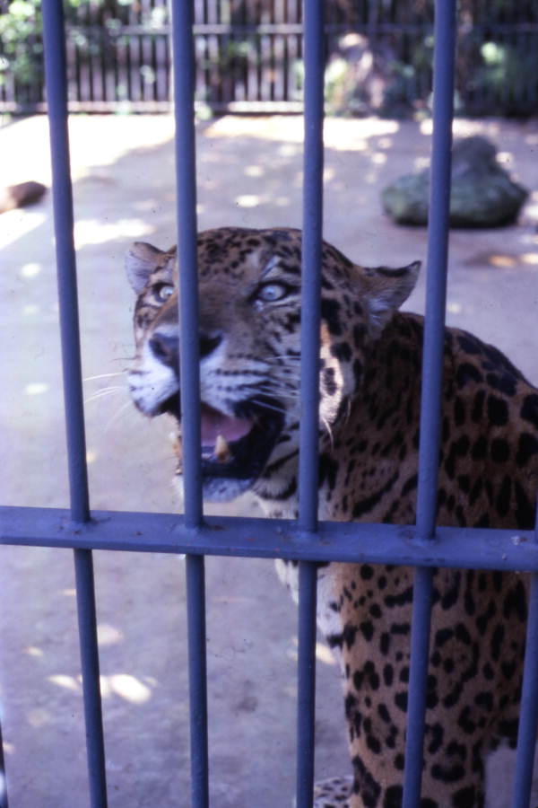 Florida Memory • Close-up view of a leopard for Jungle Larry's African ...