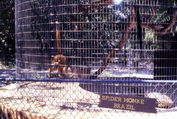Florida Memory • Spider monkey from Brazil at Jungle Larry's African ...