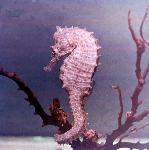 Florida Memory • View of a Seahorse at the Marineland oceanarium ...