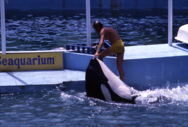 Florida Memory • View of an animal trainer performing with an Orca ...