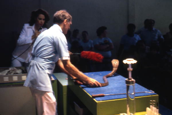 Florida Memory • Bill Haast performing a snake show with a cobra at the ...