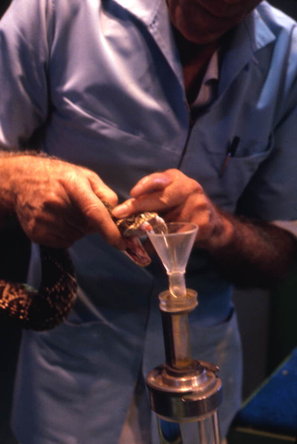 Florida Memory • Close-up view showing Bill Haast extracting venom from ...