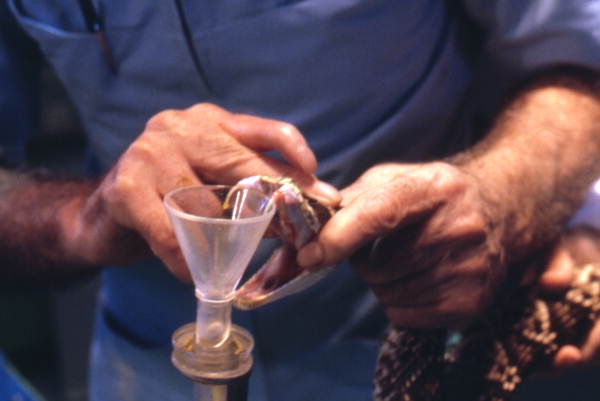 Florida Memory • Close-up view showing Bill Haast extracting venom from ...