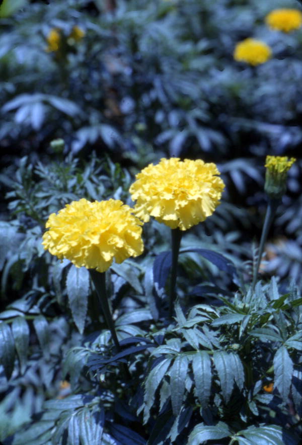 Florida Memory • Marigolds at the Sunken Gardens attraction in Saint ...