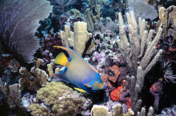 Florida Memory • Queen angelfish by French Reef at the John Pennekamp ...