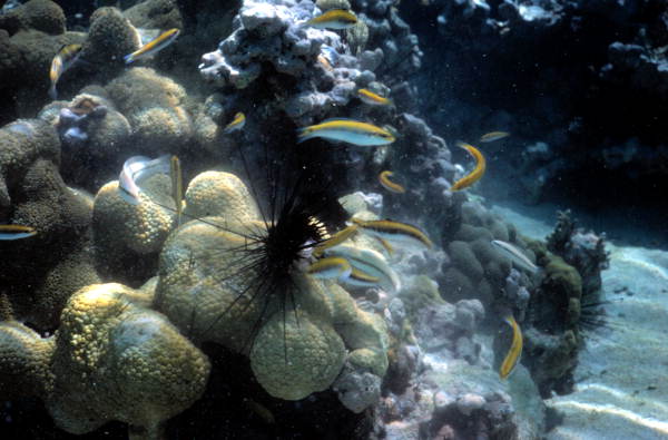 Florida Memory • Little fish swimming around coral reef - Key West, Florida