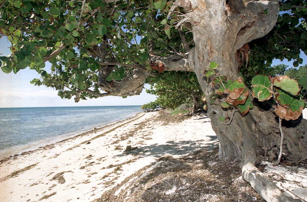 Florida Memory • View of Boca Chica Beach as viewed through sea grape ...