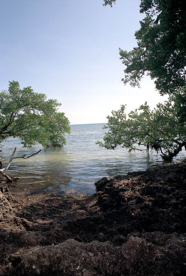 Florida Memory • Part 2 of panoramic view showing some trees at Boca ...