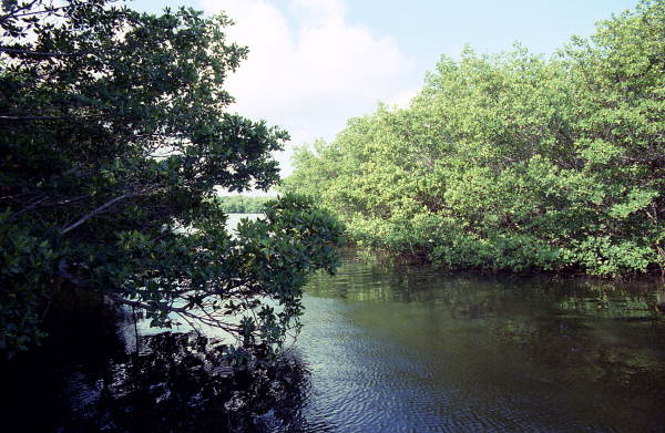 Florida Memory • Mangrove lined channel inside the Marquesas Keys.
