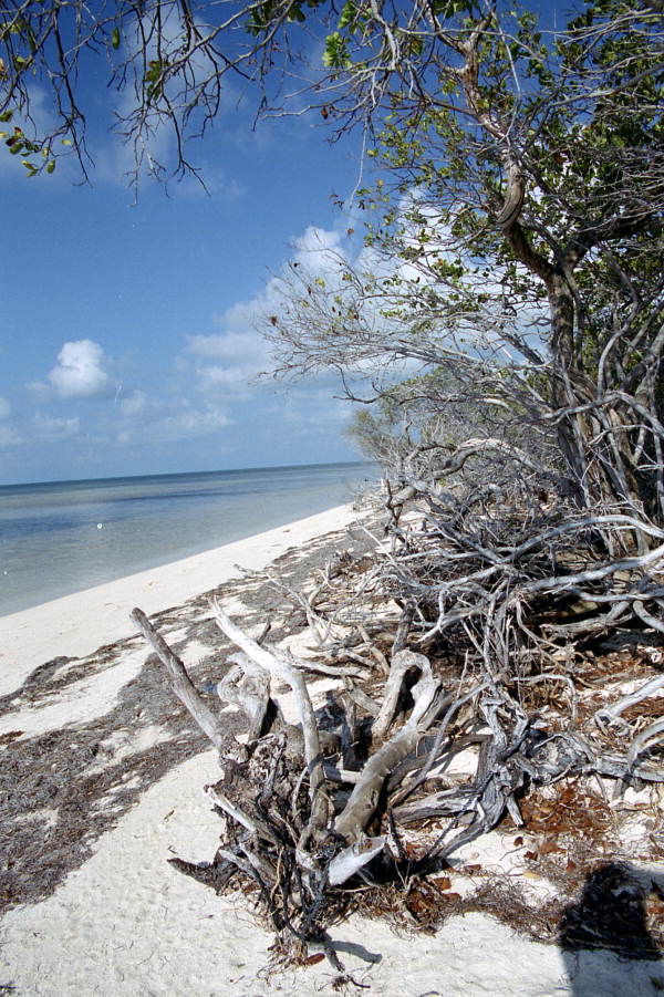 Florida Memory • Beach scene on the south side of the Marquesas Keys ...