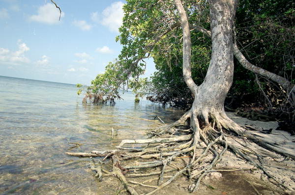 Florida Memory • Beach scene on the west side of the Marquesas Keys ...