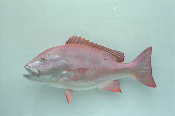 Florida Memory • Mutton Snapper fish mount.