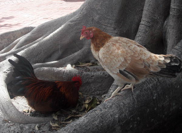 Florida Memory • World Famous Key West Chickens..