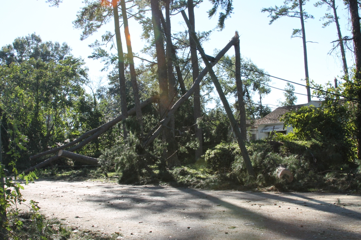 Florida Memory • Pine trees damaged during Hurricane Michael in ...