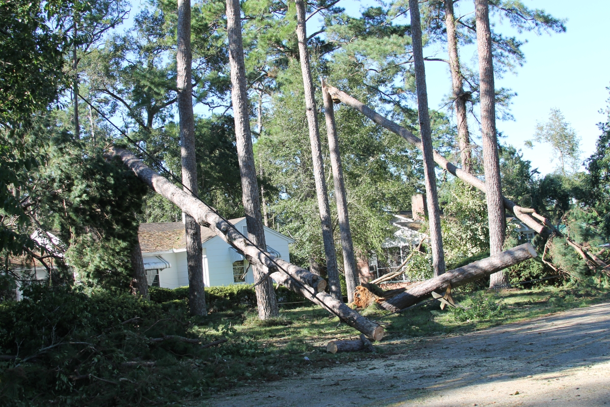 Florida Memory • Pine trees damaged during Hurricane Michael in ...