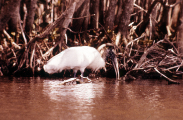 Florida Memory • Wood ibis feeding.