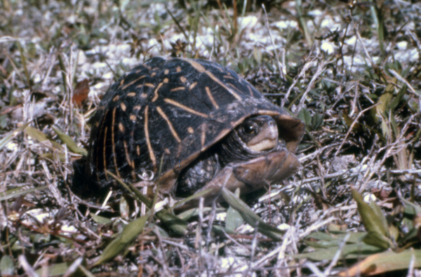 Florida Memory • Close-up view of a Box turtle.