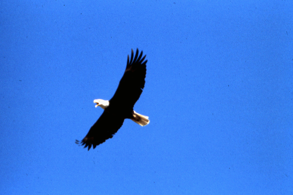 Florida Memory • American Bald eagle in flight over Pine Island.