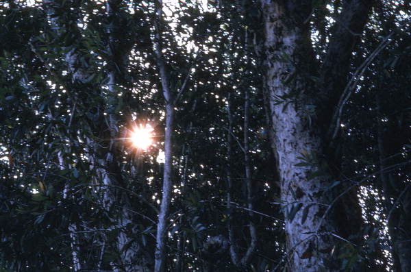 Florida Memory • Close-up view of Melaleuca trees in conservation area ...