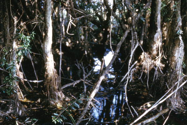 Florida Memory • Viewing the roots of Melaleuca trees in conservation ...