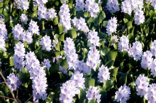 Florida Memory • Water hyacinths at Paynes Prairie - Alachua County ...