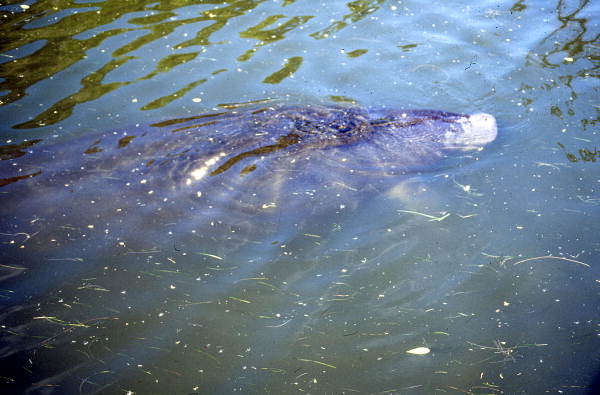 Florida Memory • Manatee (Trichechidae) at Blue Springs - Volusia ...