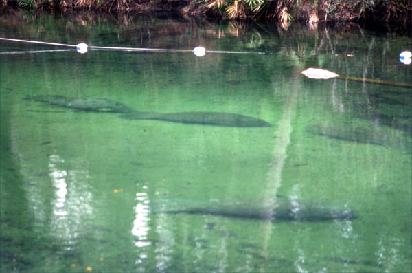 Florida Memory • Manatees (Trichechidae) in the springs at Blue Spring ...