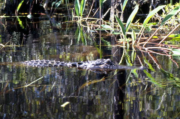 Florida Memory • View of alligator in Broward County