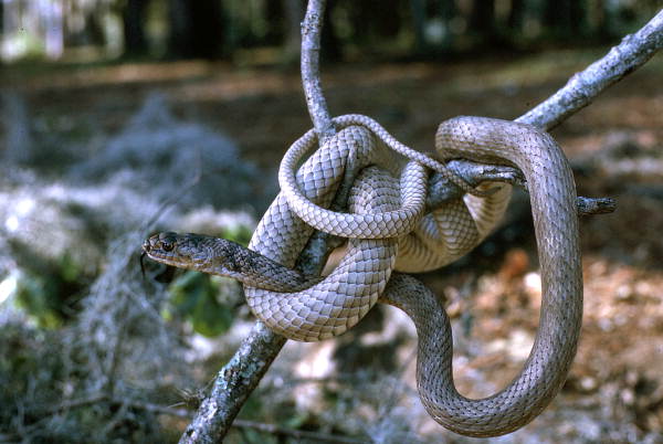Florida Memory • Coachwhip snake on a tree branch near South U.S ...