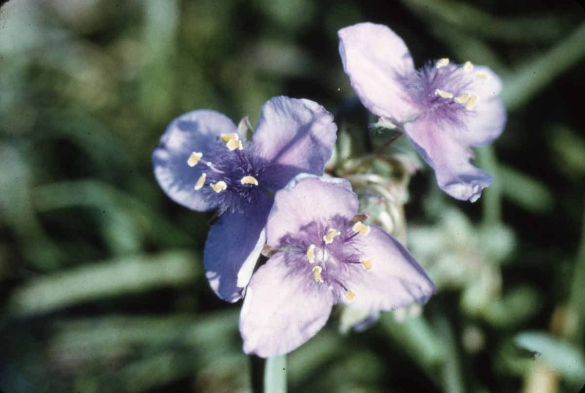 Florida Memory • Spiderwort