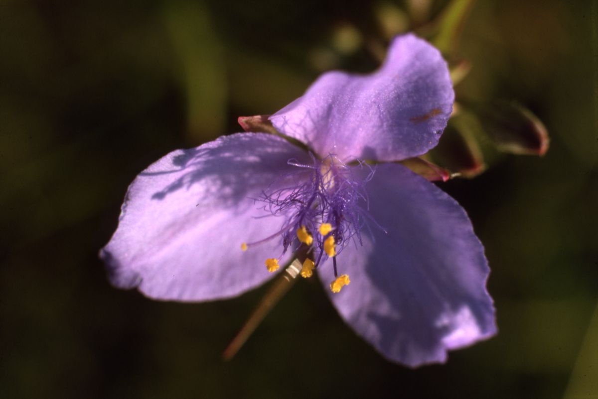 Florida Memory • Spiderwort
