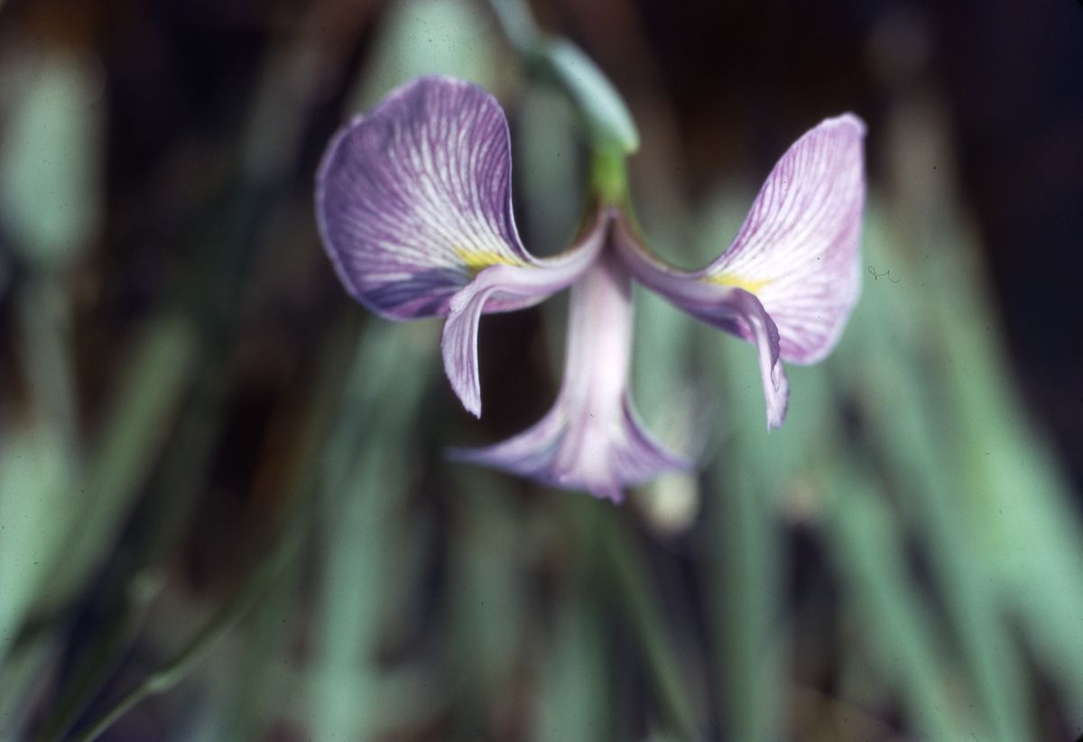 Florida Memory • Iris