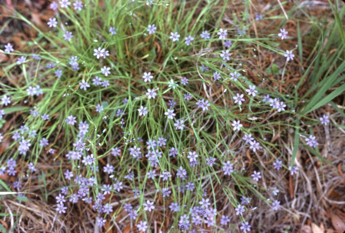 Florida Memory • Blue-eyed grass