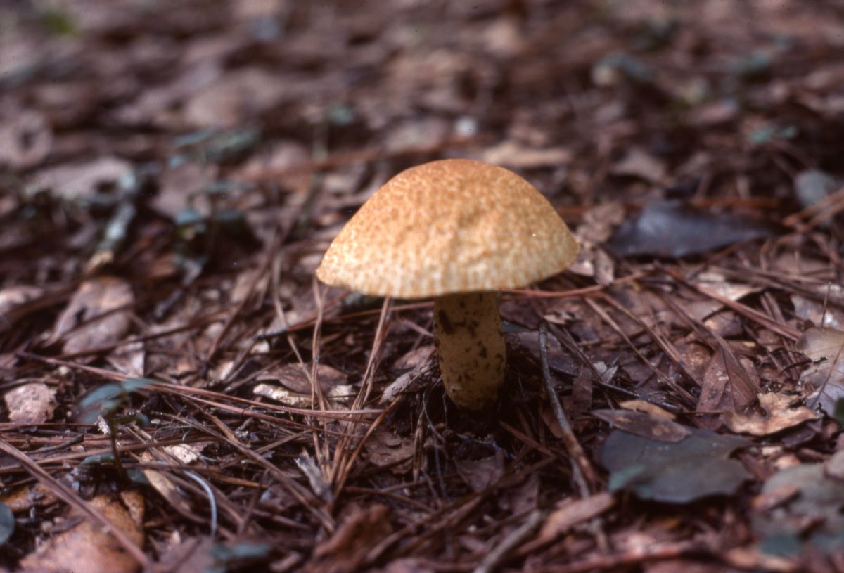 Florida Memory • Mushroom