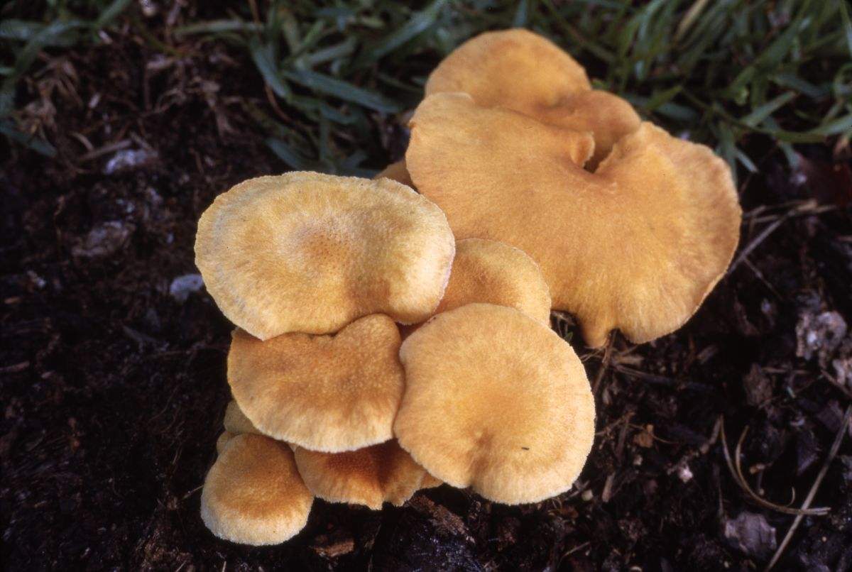 Florida Memory • Mushroom