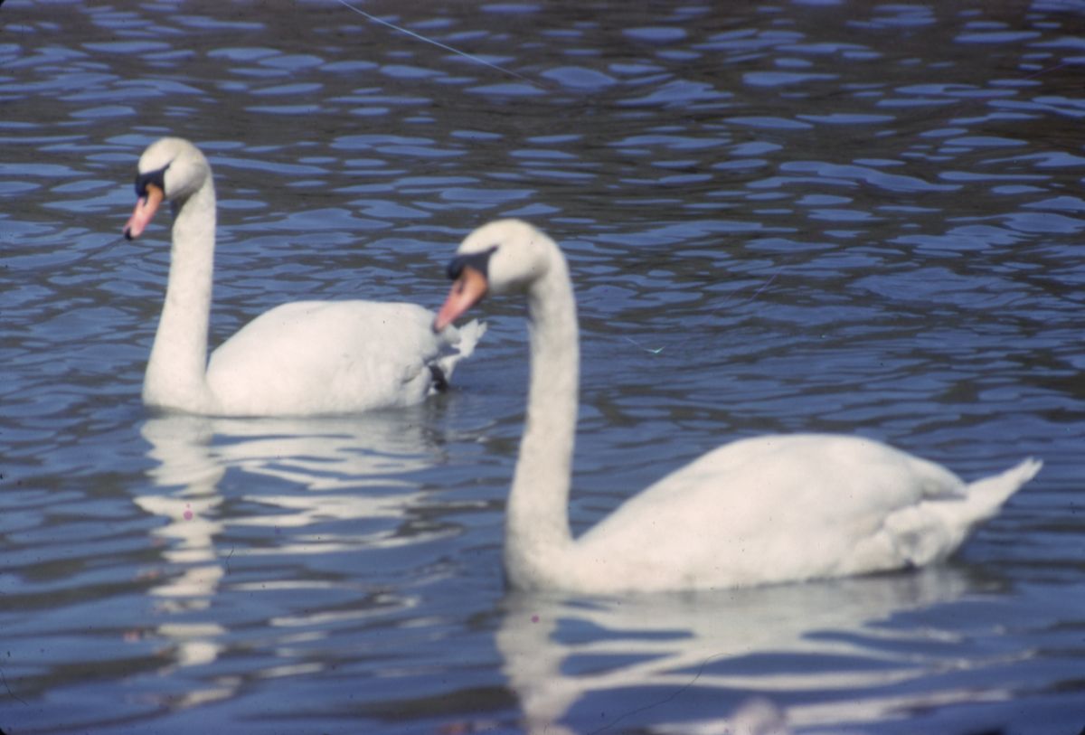 Florida Memory • Mute swan