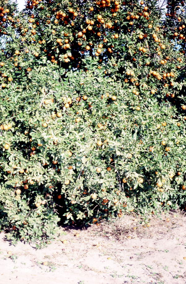 Florida Memory • Orange grove