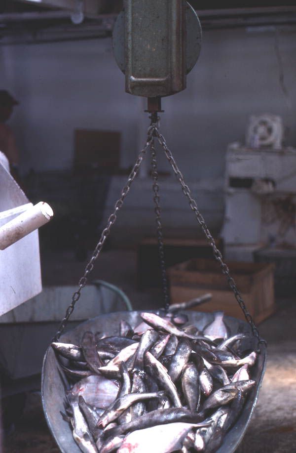 Florida Memory • Catch of fish being weighed on scale - Fernandina ...