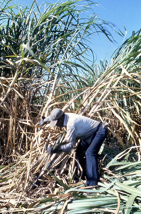 Florida Memory • Sugar cane worker cutting sugar cane down with a ...